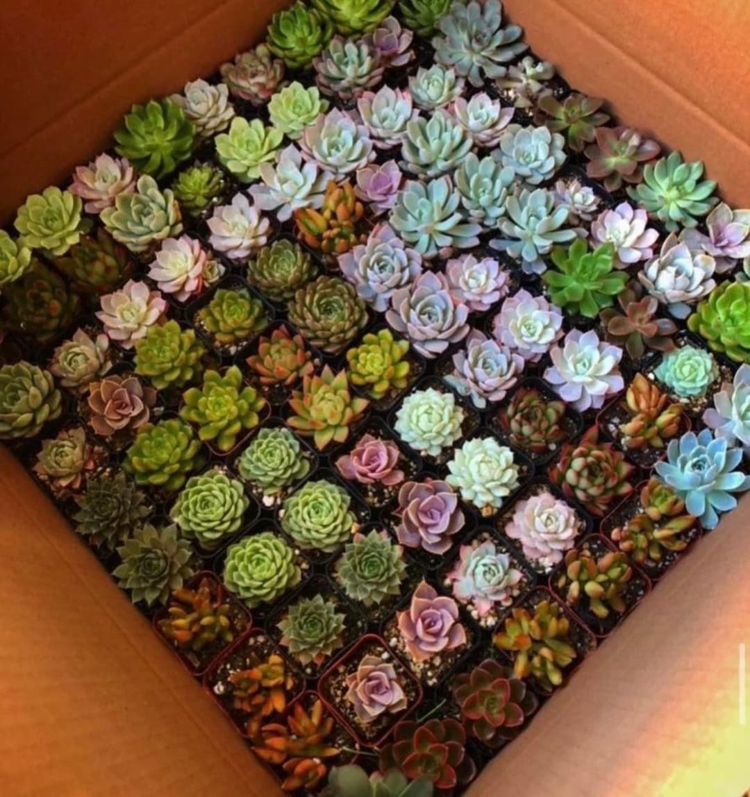 Assorted Succulents, Potted Succulents, Mystery Box, Live Plants in 2'' Pot - Etsy