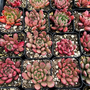 Graptoveria "bashful", Pink Ruby, Rooted Succulent, Small Plant Gift ...