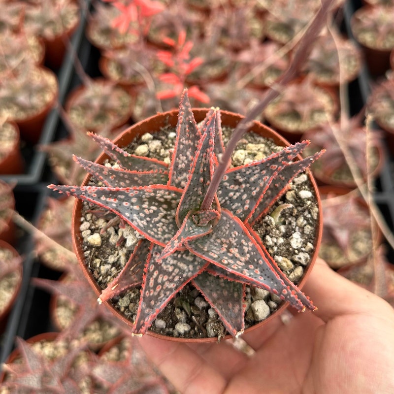 Aloe Hybrid - Etsy