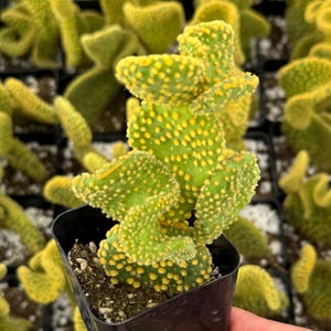 Golden Wavy Cactus, Swirl Cactus, Opuntia Microdasys Monstrosus, Small ...