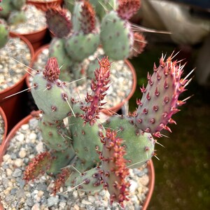 Opuntia Santa Rita Red Prickly Pear Live Cactus in 4" Pot - Etsy
