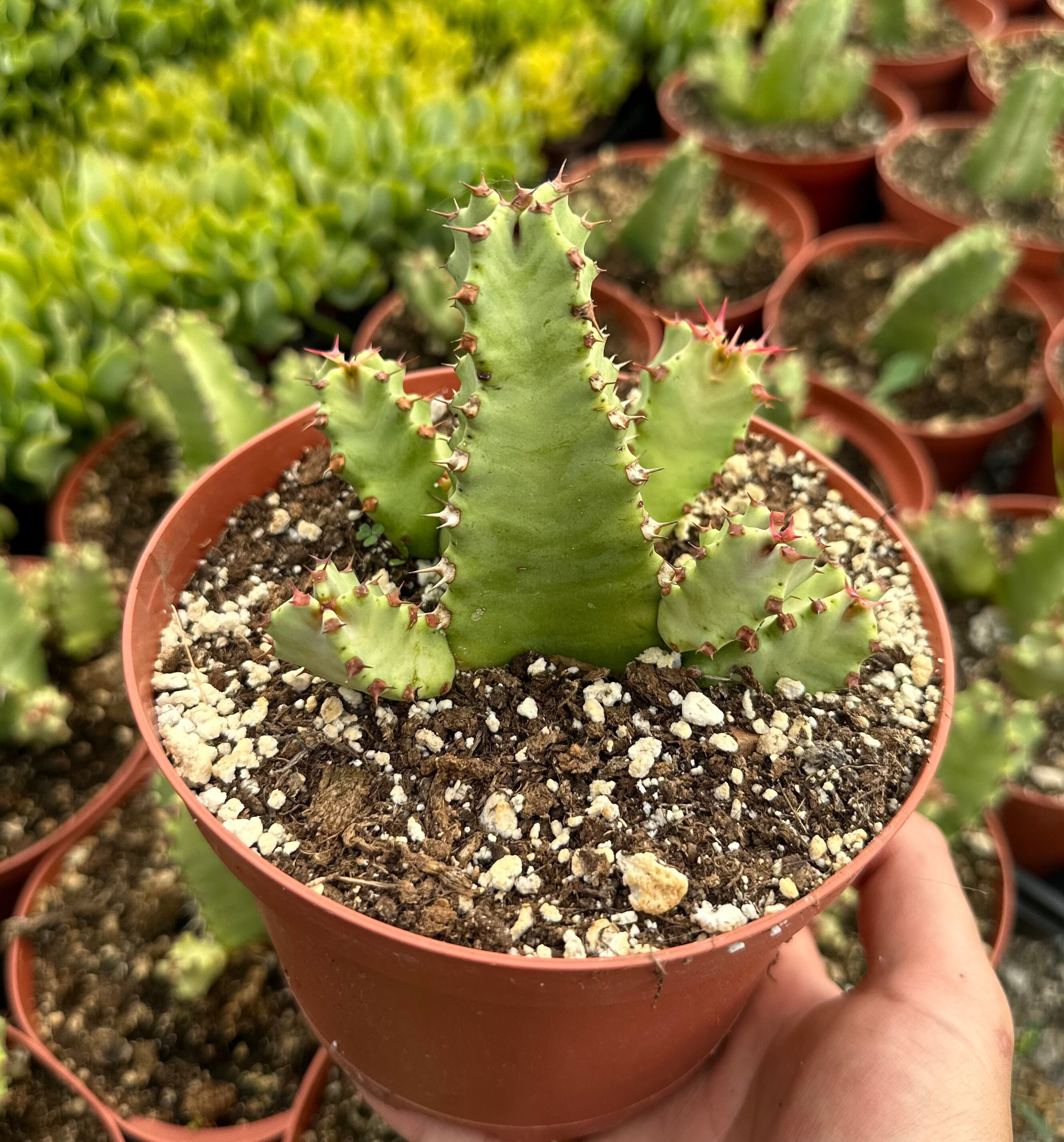 Euphorbia Resinifera, Resin Spurge, Rare Succulent, Live Plant in 6 ...