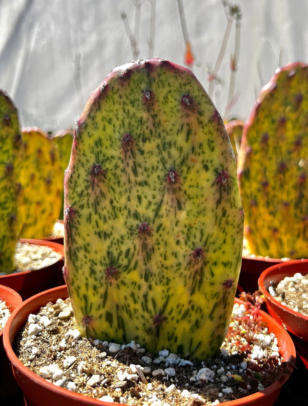 Variegated Opuntia Sunburst, Rare Cactus, Variegated Cactus, Live Plant ...