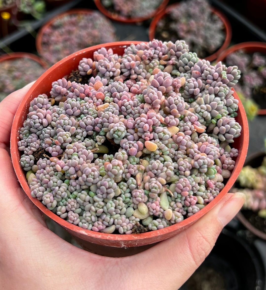 Sedum Dasyphyllum, Sedum Minor, Small Succulent, Live Plant in 2'', 4 ...