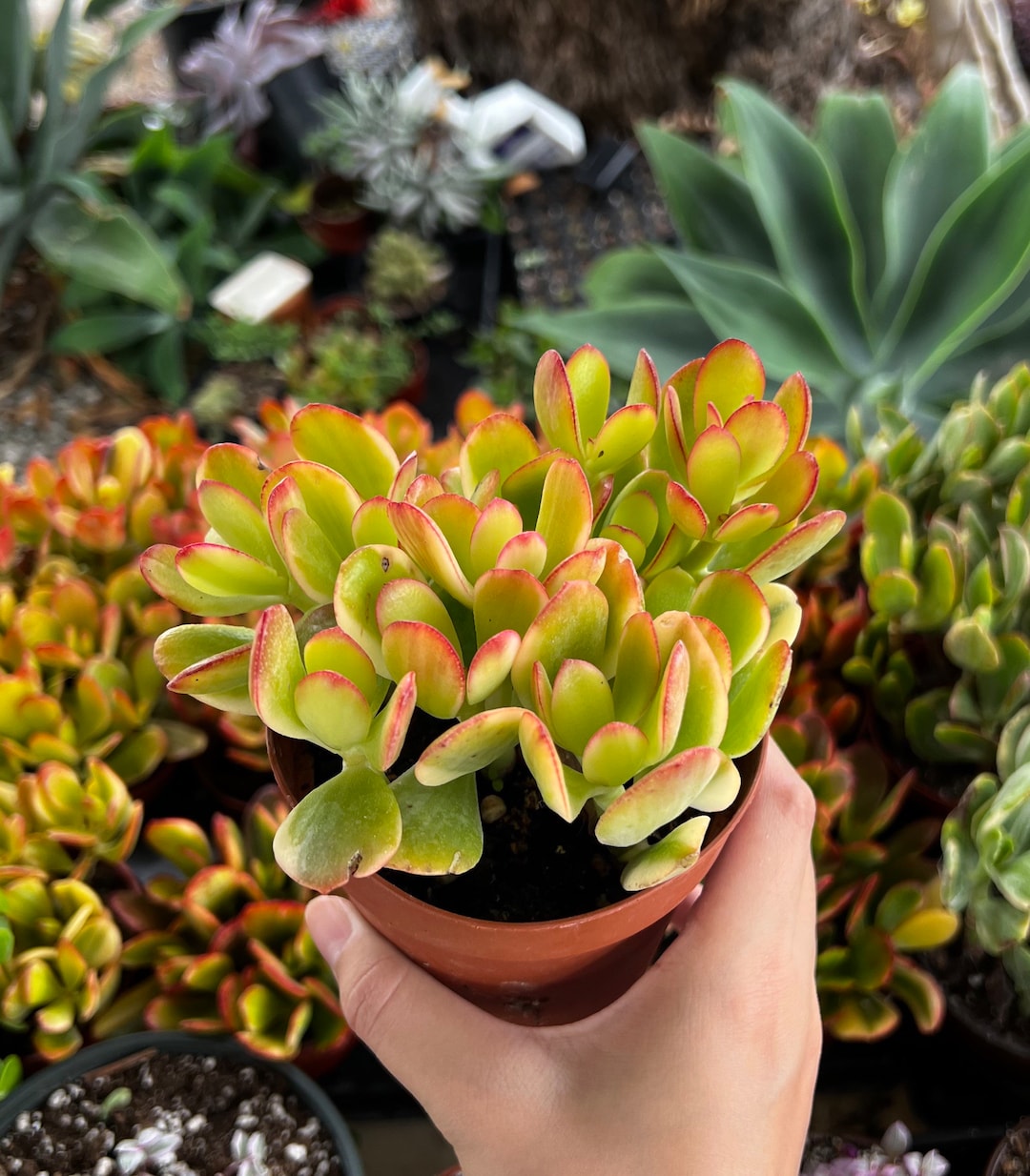 Hummel's Sunset, Crassula Ovata, Golden Jade Plant, Colorful Houseplant ...