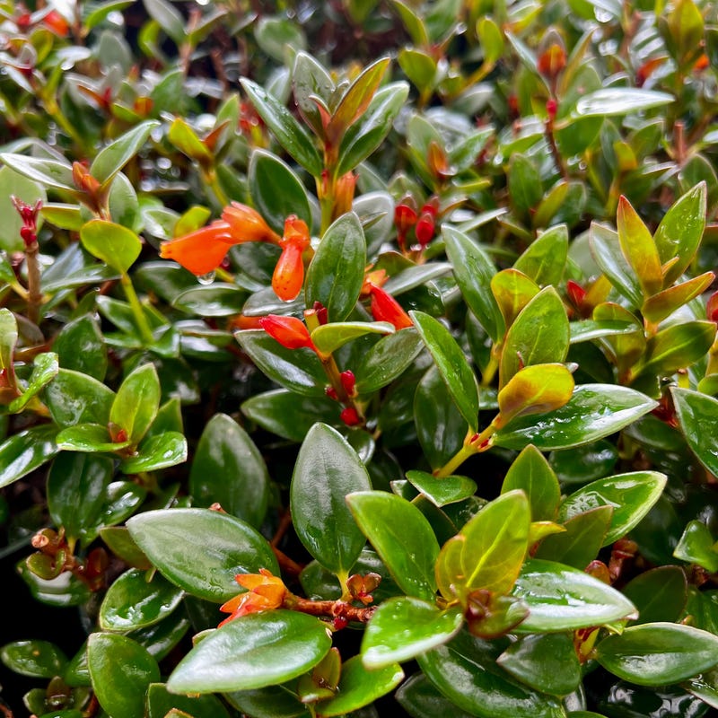 Goldfish Succulent - Etsy