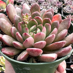 Graptoveria "bashful", Pink Ruby, Rooted Succulent, Small Plant Gift ...