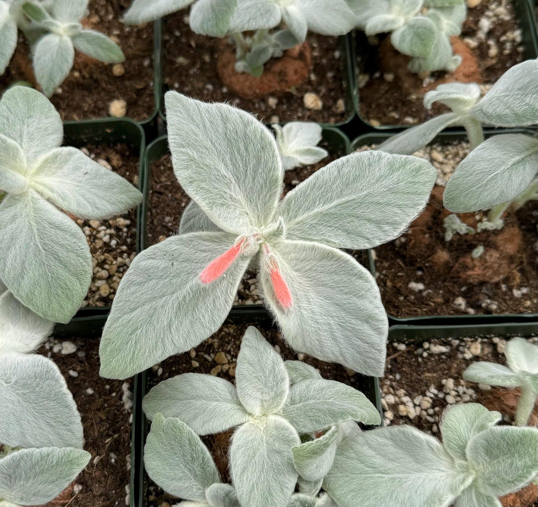 White-haired Sinningia, Sinningia Leucotricha, Caudex Plant, Rare Plant ...