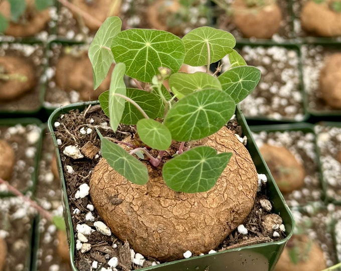 Stephania Erecta Caudex bulb - Etsy