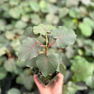 Rock Fig, Petiolate Fig, Ficus Petiolaris, Rare Plant in 4" Pot - Etsy