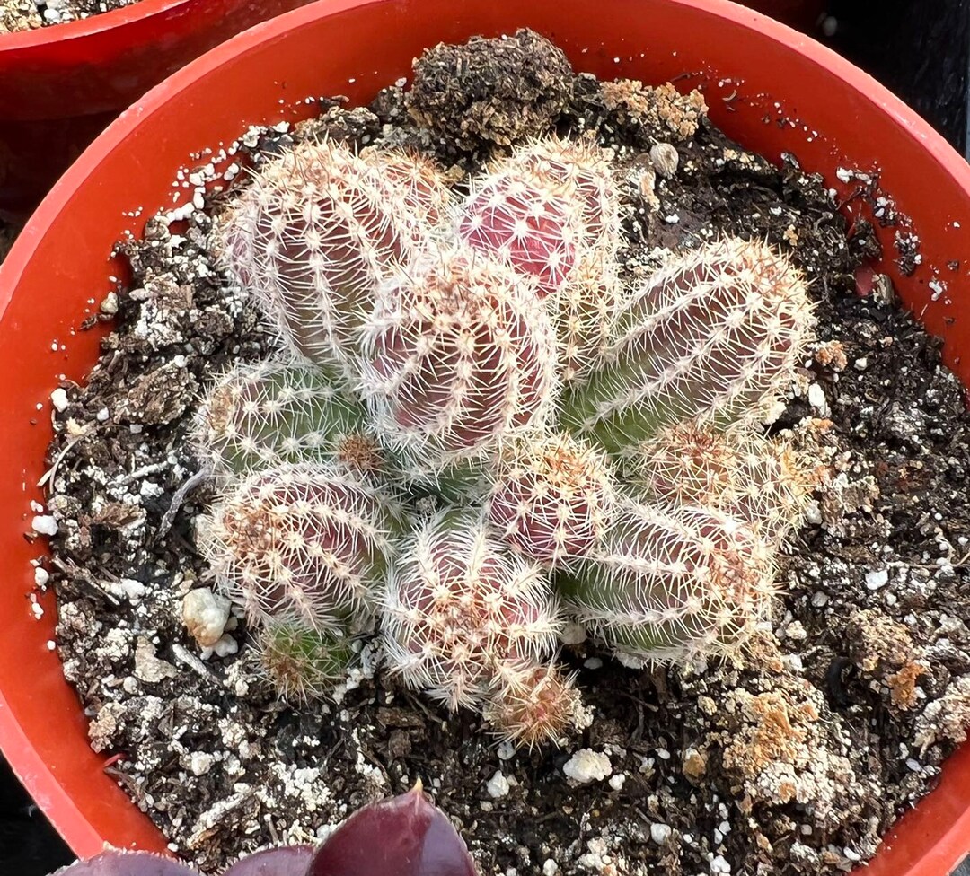 Peanut Cactus Clusters, Minimalist Cactus, Potted Live Succulent in 2 ...