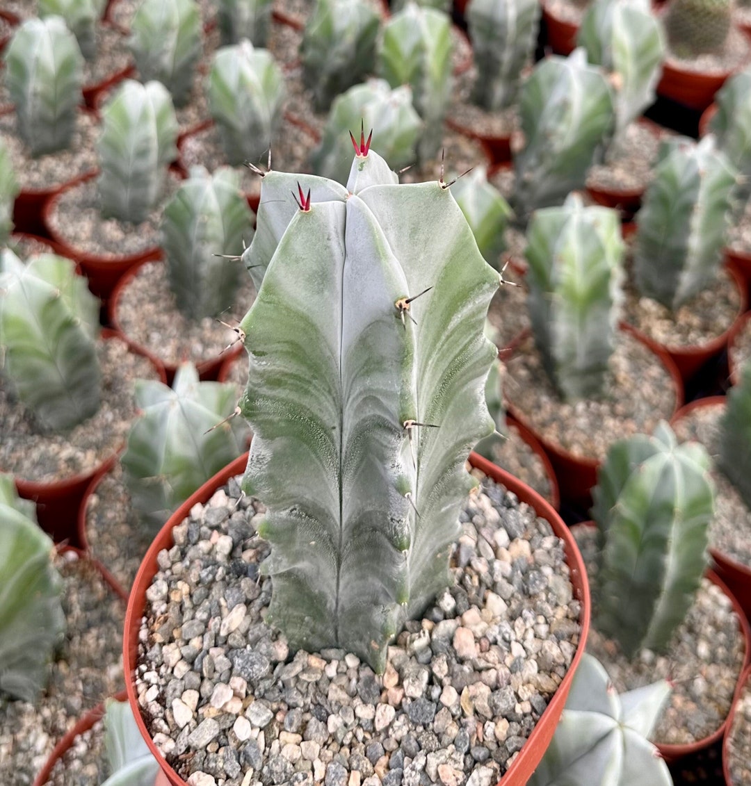 Grey Ghost Organ Pipe, Stenocereus Pruinosus, Rare Cactus in 2", 4", 6 ...