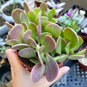 Weeping Jade, Trailing Jade, Variegated Succulent, Home Decor Plant ...