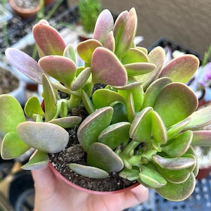 Weeping Jade, Trailing Jade, Variegated Succulent, Home Decor Plant ...