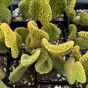 Golden Wavy Cactus, Swirl Cactus, Opuntia Microdasys Monstrosus, Small ...