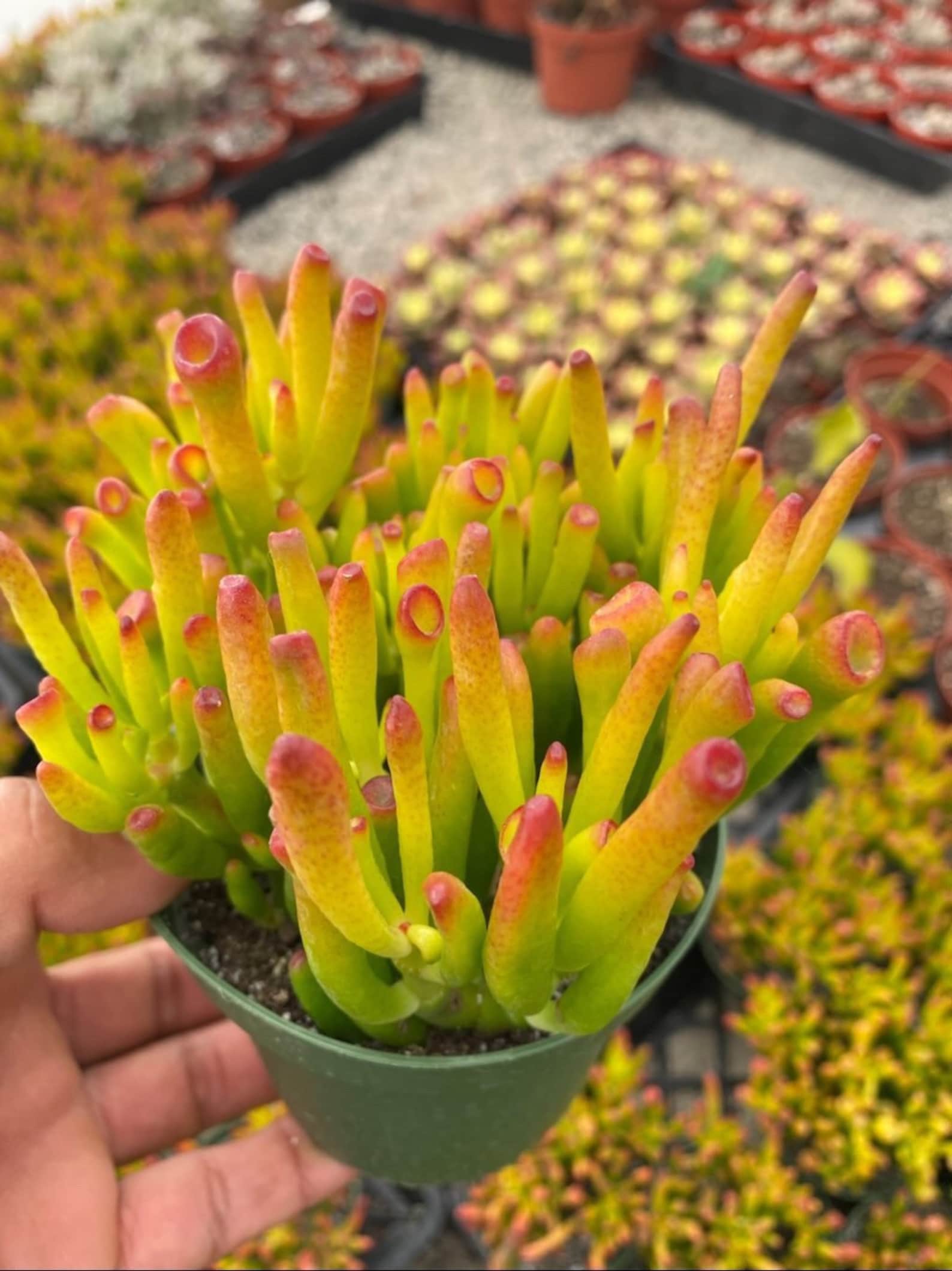 Crassula Gollum/ovata, Shrek Ear, Live Succulent, Jade Plant in 2, 4, 6 ...