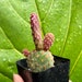 Mini Cinnamon Cactus, Opuntia Rufida Minima, Rare Cactus, Small ...