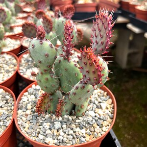 Opuntia Santa Rita Red Prickly Pear Live Cactus in 3 - Etsy