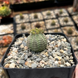 Euphorbia Obesa Hybrid, Baseball Plant, Rare Cactus, Live Succulent in 3", 5'' Pot - Etsy