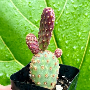 Mini Cinnamon Cactus, Opuntia Rufida Minima, Rare Cactus, Small ...