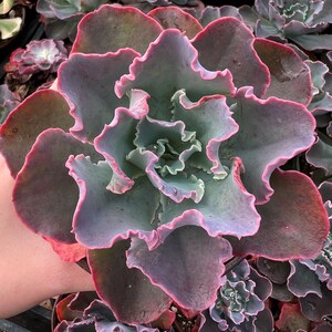 Echeveria Blue Curls, Echeveria Gibbiflora, Rare Succulent, Live Plant in 4" Pot - Etsy