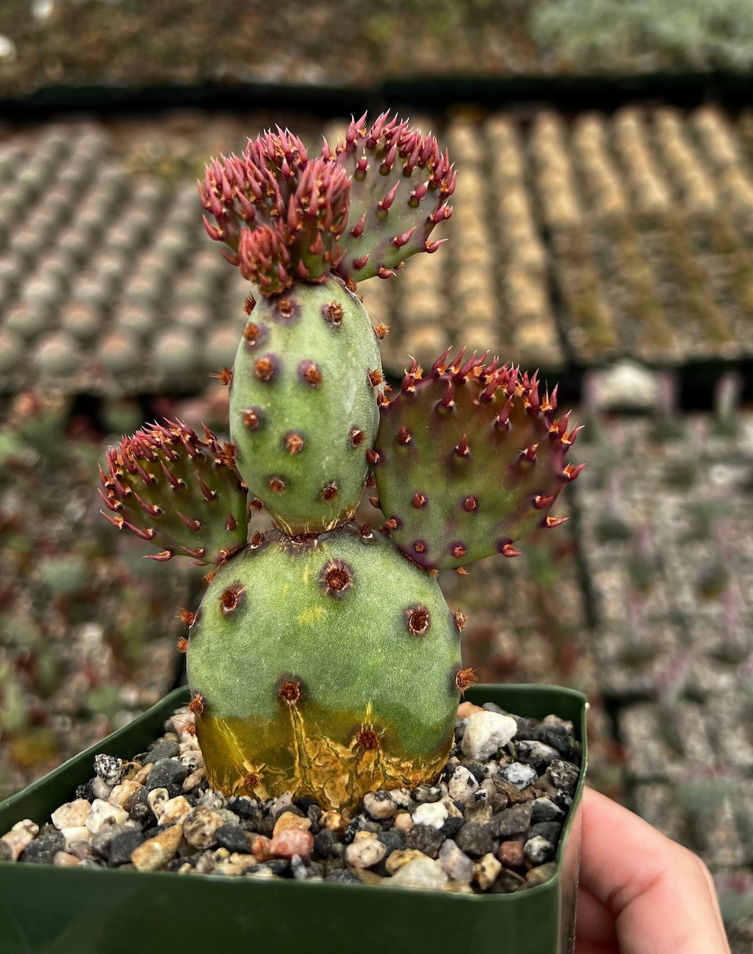 Opuntia Santa Rita Red Prickly Pear Live Cactus in 4" Pot - Etsy