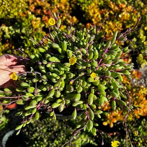 Ruby Necklace, String of Rubies, Little Pickles, Othonna Capensis ...