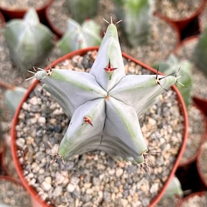 Grey Ghost Organ Pipe, Stenocereus Pruinosus, Rare Cactus in 2", 4", 6 ...