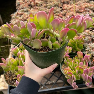 Weeping Jade, Trailing Jade, Variegated Succulent, Home Decor Plant ...