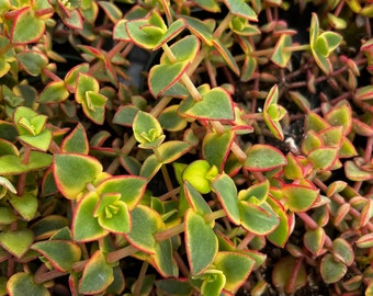 2" Crassula Pellucida Variegata / Variegated Calico Kitten Succulent ...