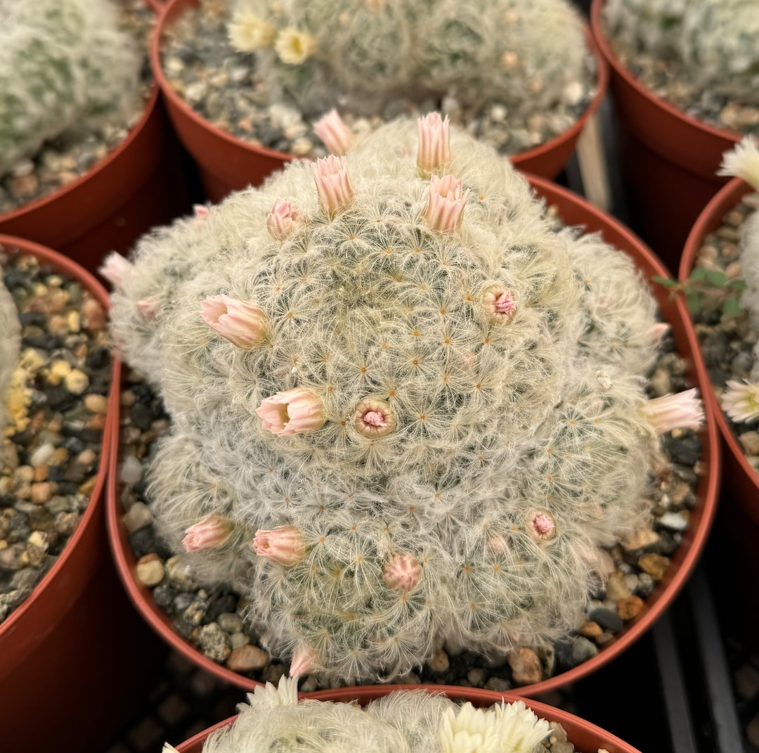 Mammillaria Plumosa Feather Cactus, White Furry Cactus Rare Cactus in 6 ...