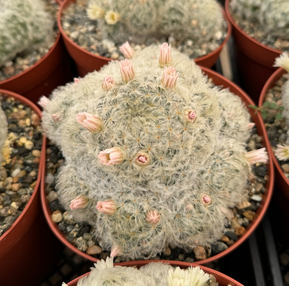 Mammillaria Plumosa Feather Cactus, White Furry Cactus Rare Cactus in 6 ...