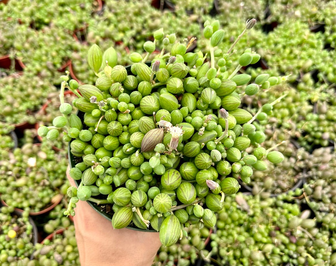 String of Watermelon, Trailing Succulent, Hanging Plant in 2", 4", 6 ...