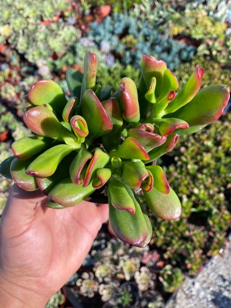 Et's Fingers Crassula Ovata Jade Plant Variegated - Etsy