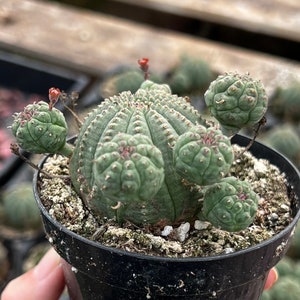 Baseball Plant, Euphorbia Obesa, Rare Plant, Cactus Cluster, Potted ...