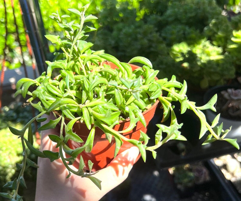 String of Dolphins Trailing Succulent Hanging Succulent - Etsy