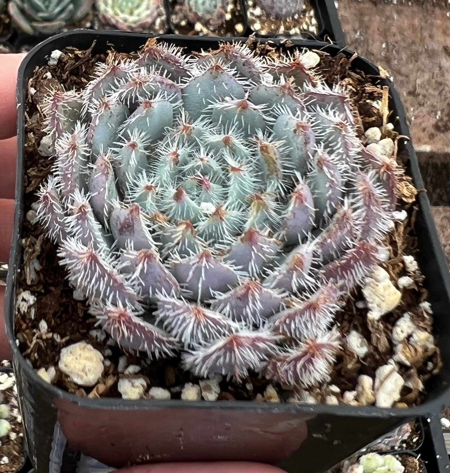 Echeveria Setosa Mexican Firecracker Exotic Succulent Fuzzy - Etsy