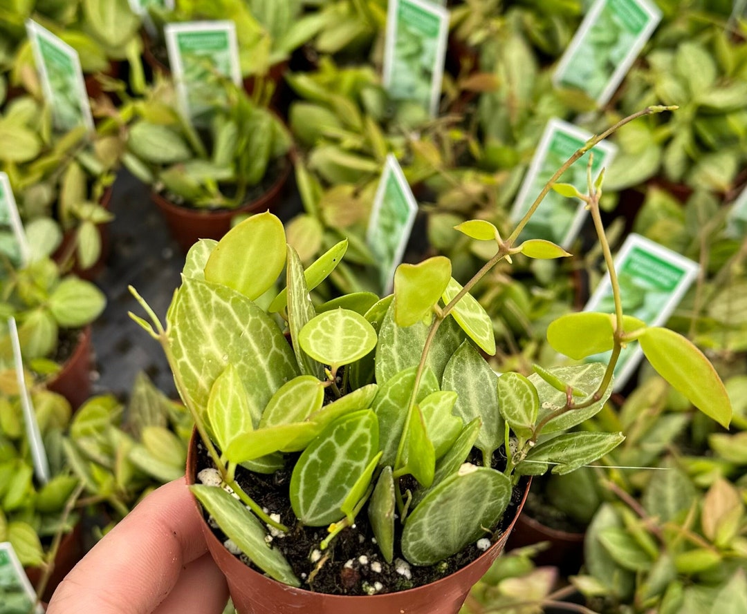 Dischidia Ovata Watermelon, String Plant in 3" Pot - Etsy