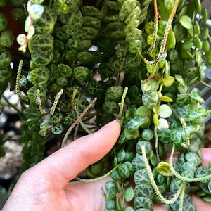 String of Turtles Cuttings, Peperomia Prostrata, Succulent Cuttings, Live Plant Cuttings - Etsy