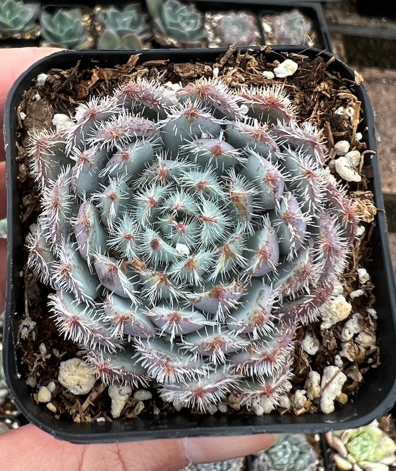 Echeveria Setosa Mexican Firecracker Exotic Succulent Fuzzy - Etsy