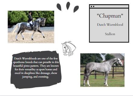 Reference Card Template Monochrome Bundle - Etsy