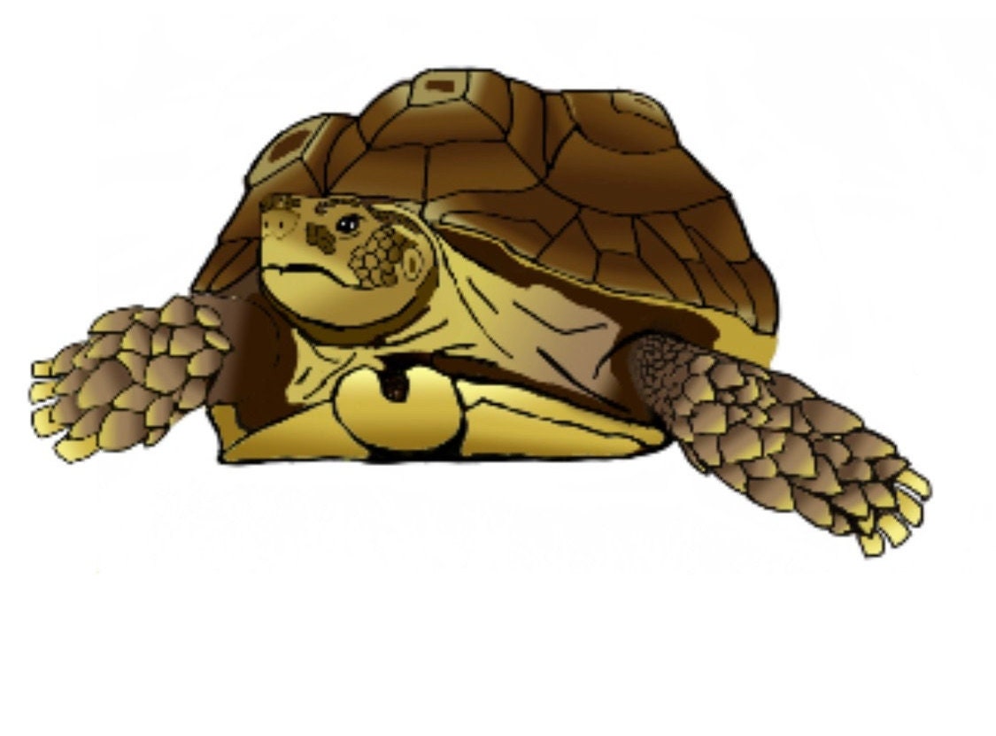 Sulcata Tortoise Vinyl Sticker - Etsy