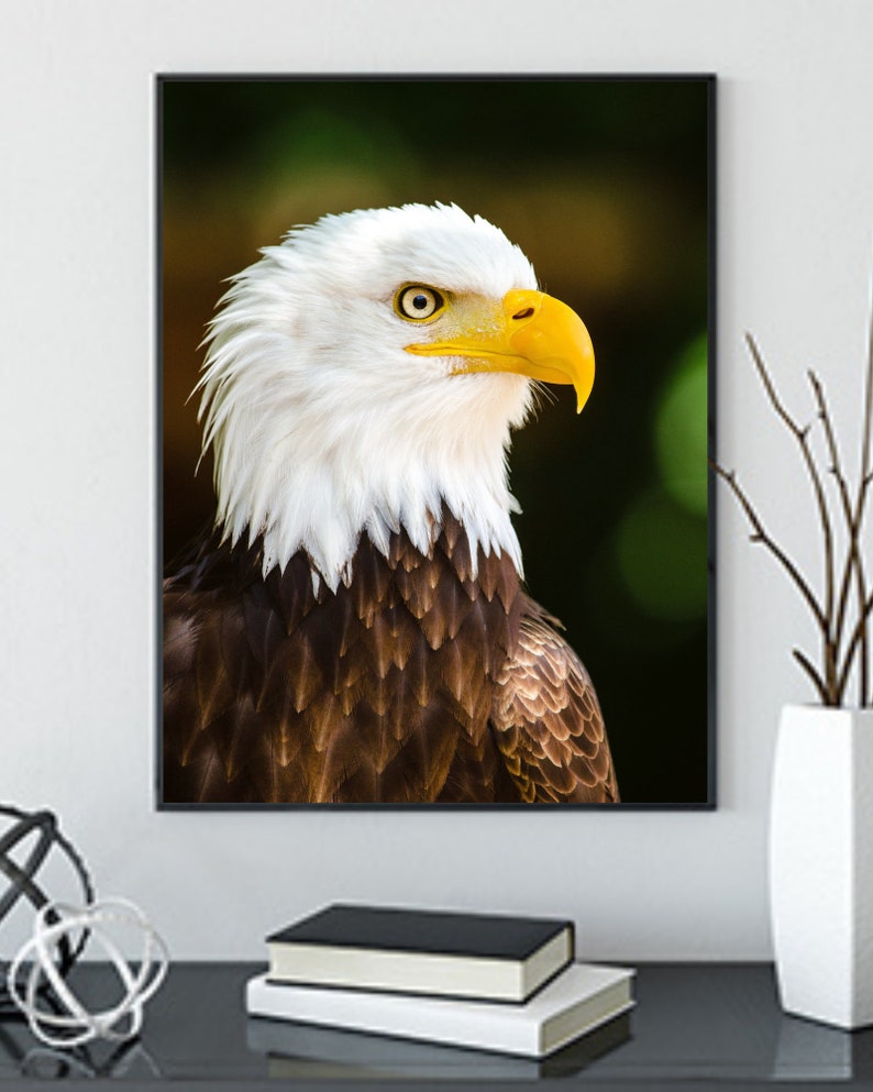 North American Bald Eagle Wall Art Digital Download Digital Prints ...