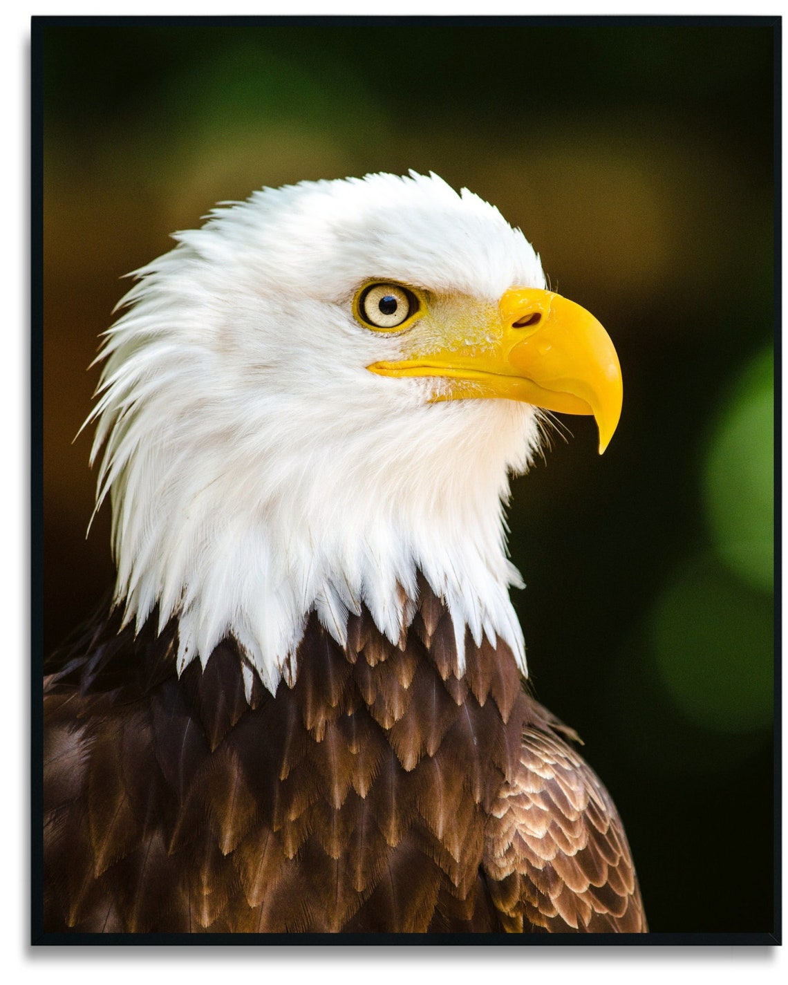North American Bald Eagle Wall Art Digital Download Digital Prints ...