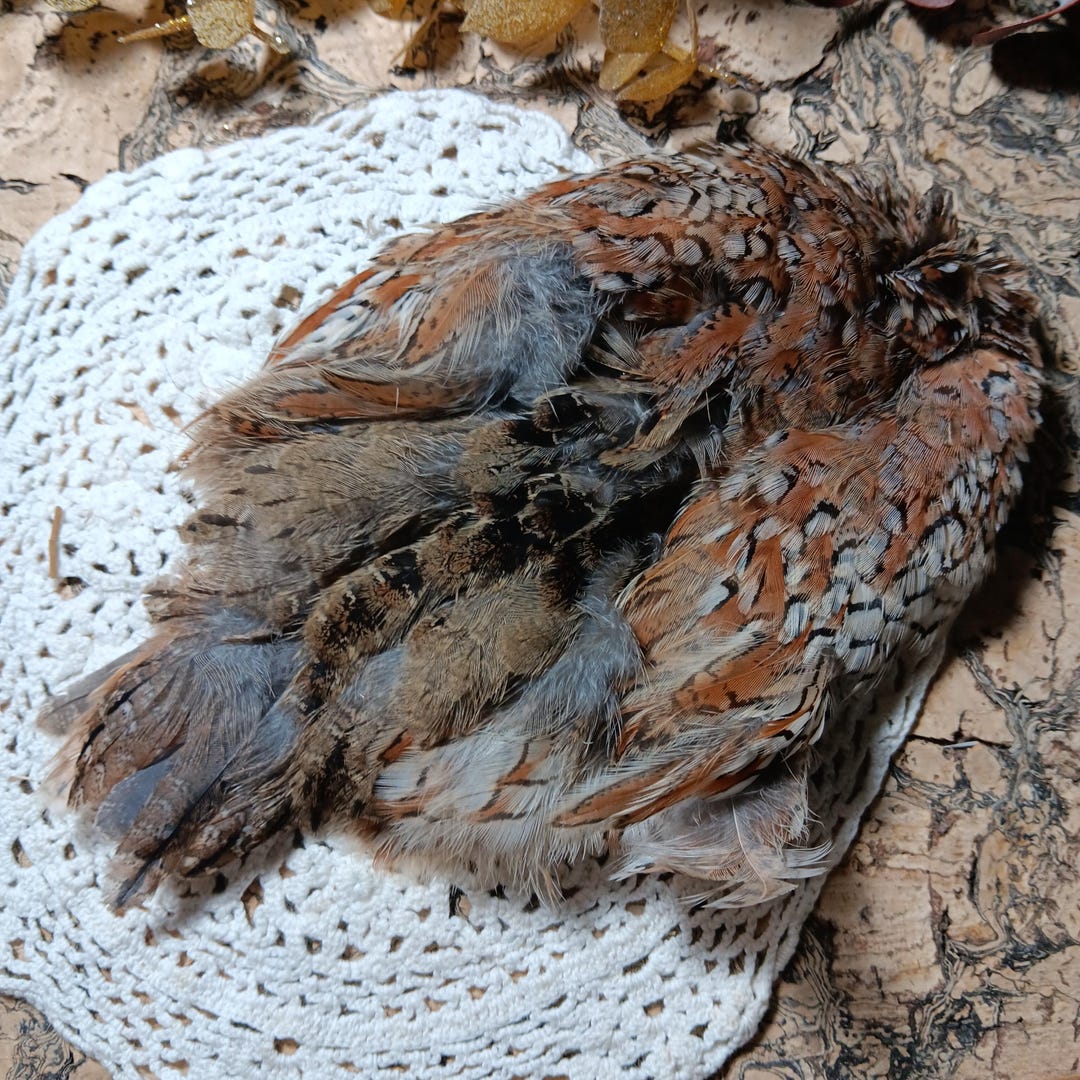 Deathtaxusa 3645 Real Animal Mummified Bobwhite Quail Pelt Tail Bird ...