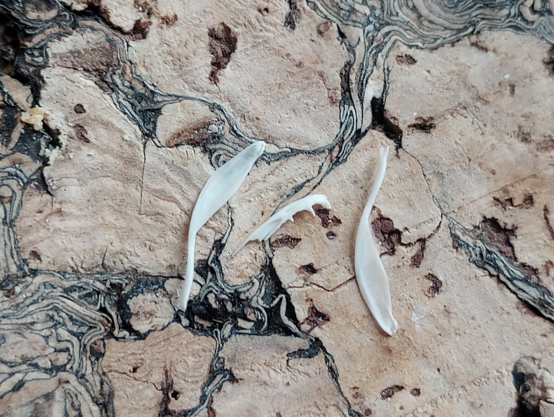 Deathtaxusa 1626 Real Animal Snake Mandible Jaws Bones Bone Jaw ...