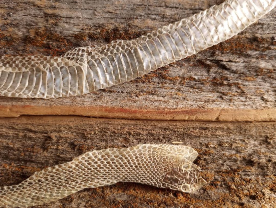 Deathtaxusa • #35 - 24" Kingsnake King Snake Skin Shed Molt | Serpent ...