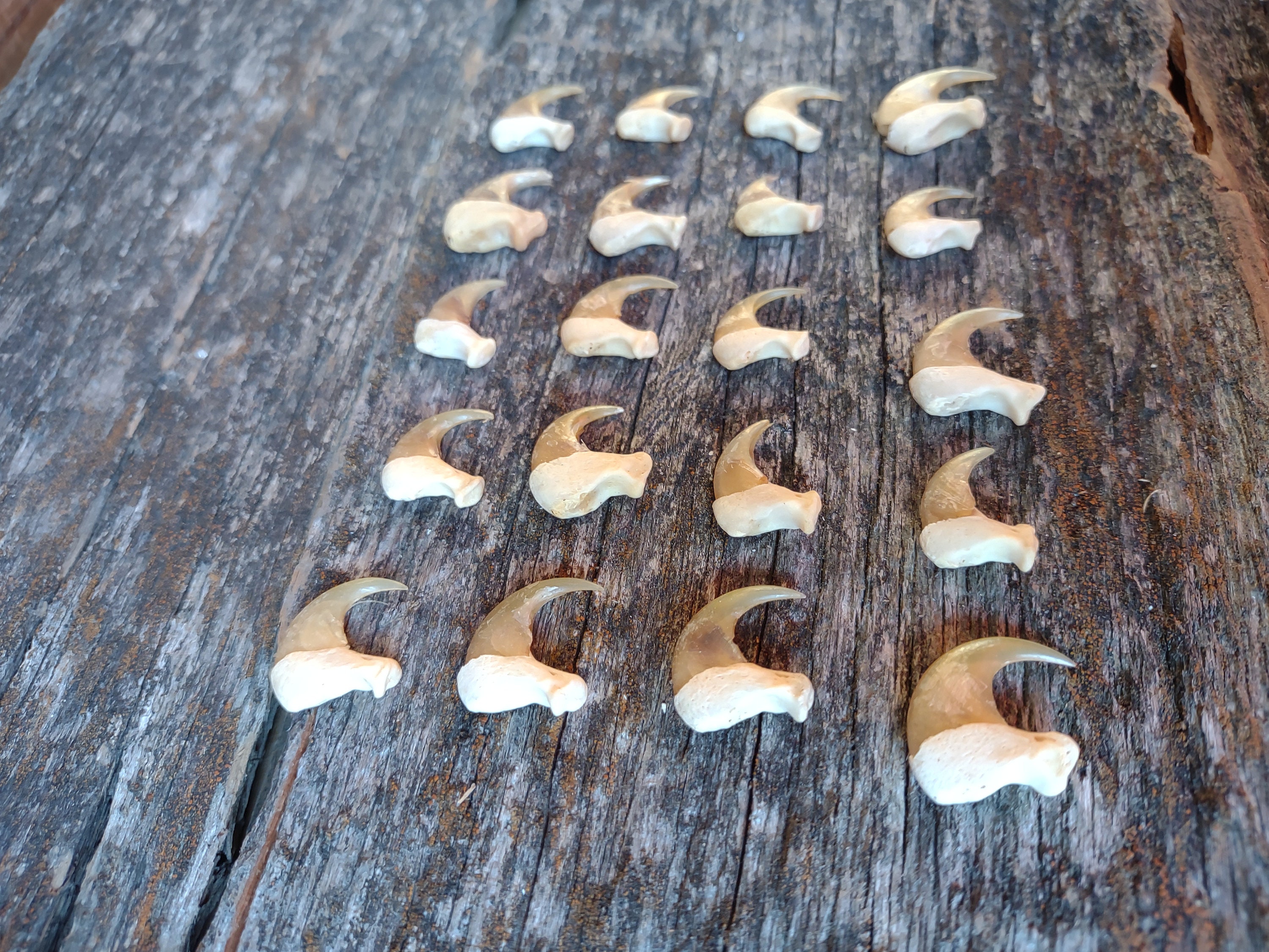 Deathtaxusa Real Bobcat Claw Lot of 5 Animal Claws - Etsy