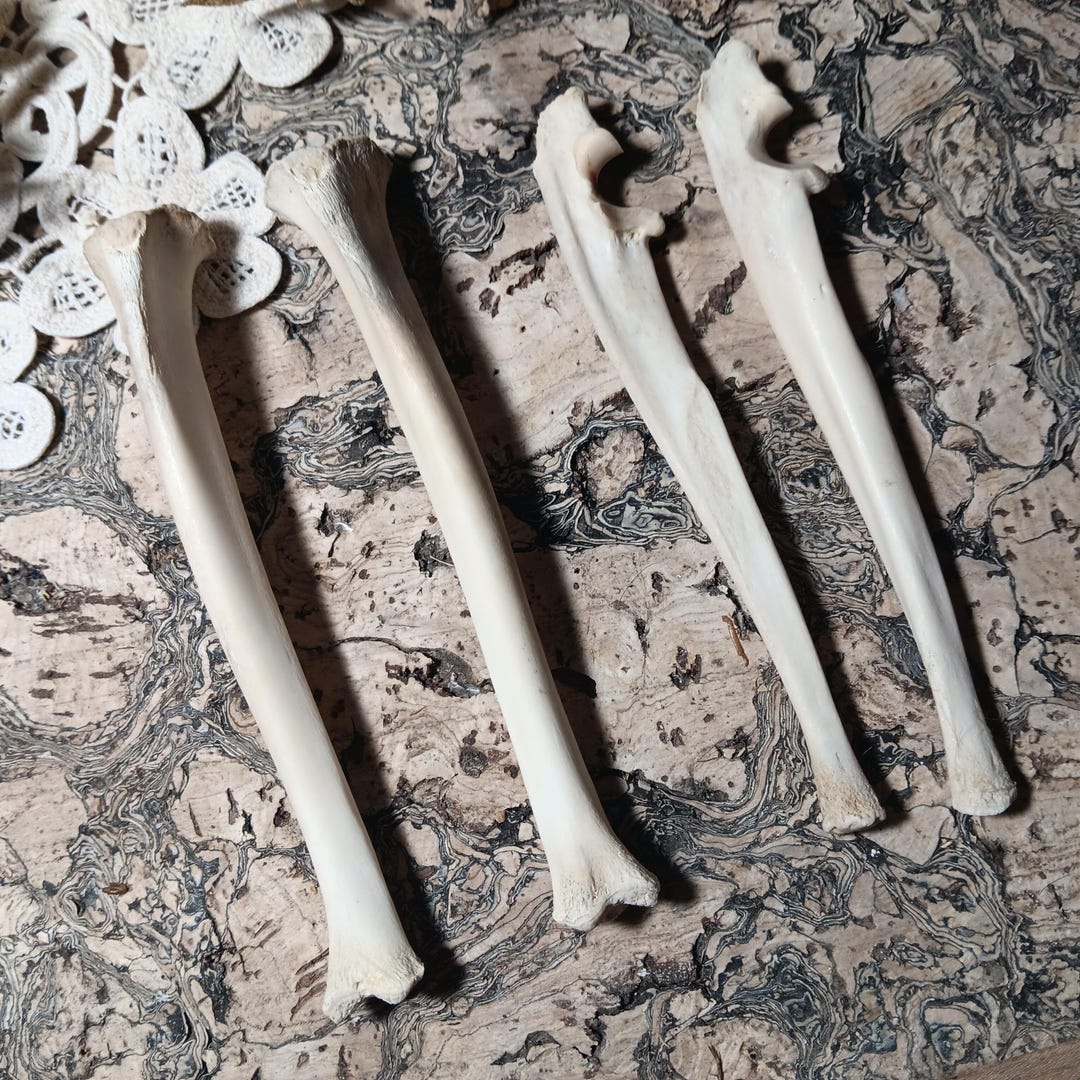 Deathtaxusa • #3345 - Real Bobcat Animal Paw Paws Bones Bone Pair Set ...