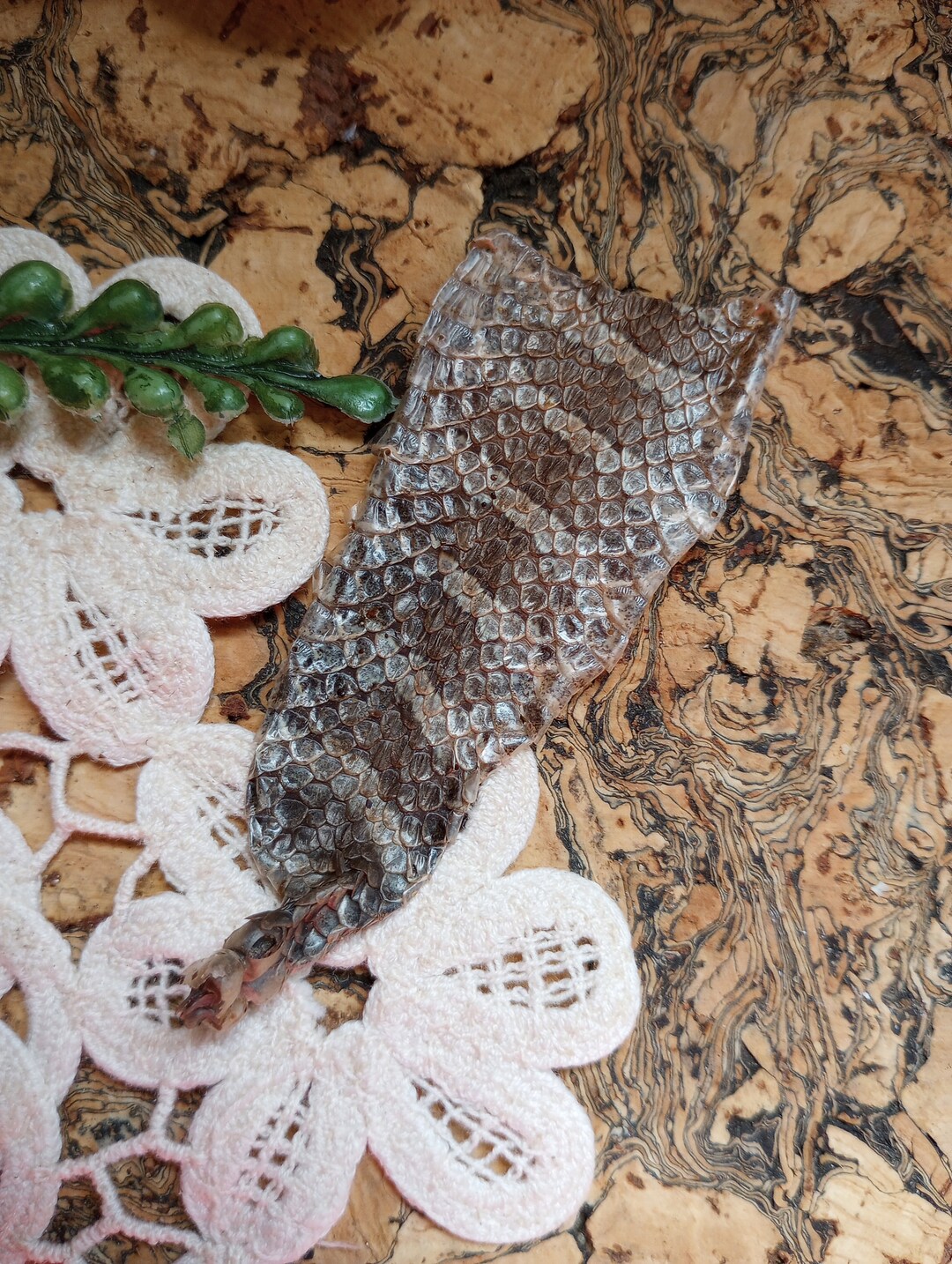 Deathtaxusa 1839 Real Animal Adult Rattler Rattlesnake Snake Rattle ...